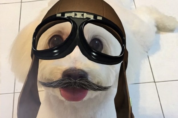 22 Photos Of Pets Using Snapchat Filters That Will Never Not Make You Happy