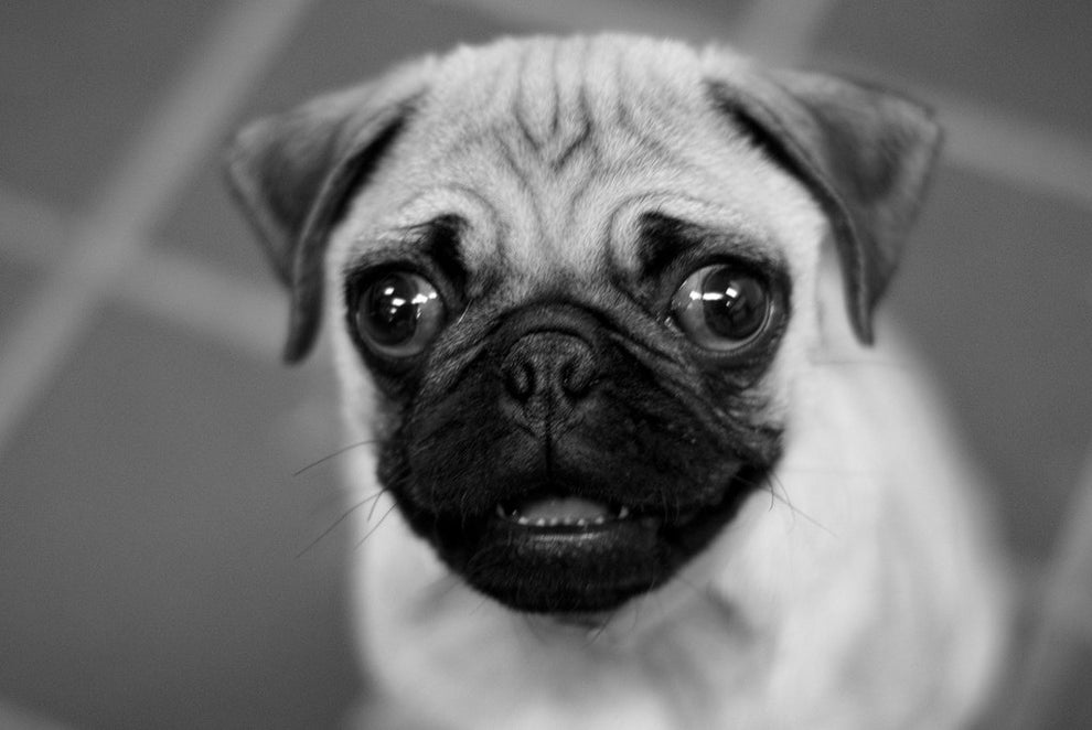 23 Pugs Who Had A Terrible Referendum Night