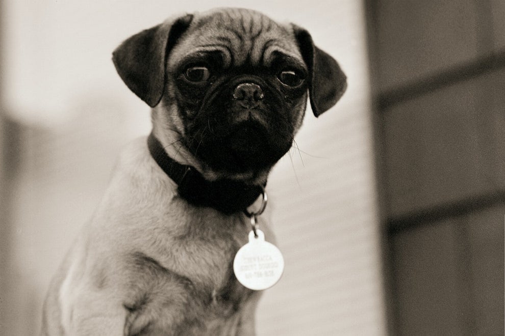 23 Pugs Who Had A Terrible Referendum Night