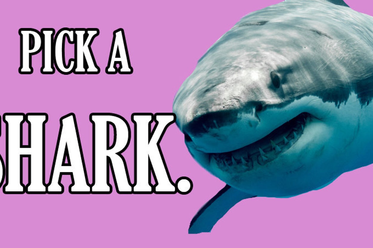 Pick A Shark And We’ll Tell You Why You Did