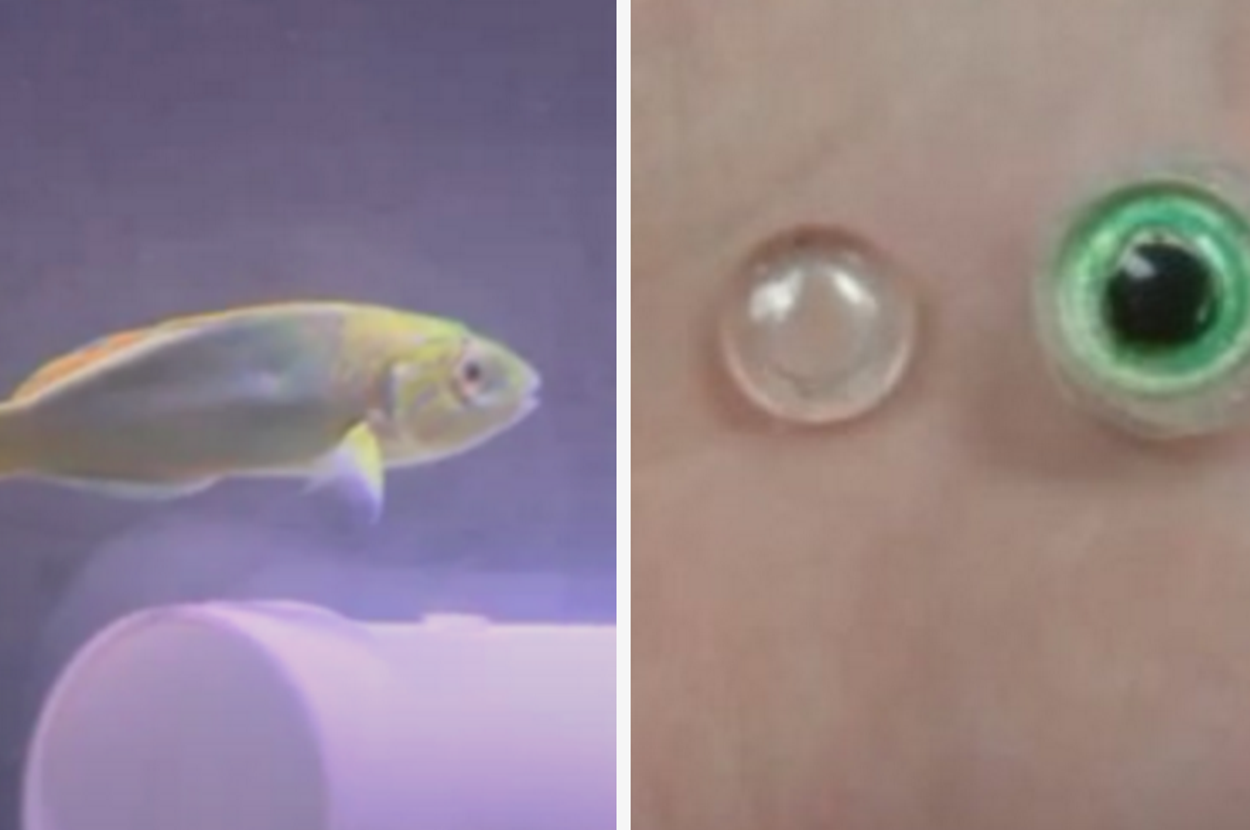 This Pet Fish Was Being Bullied In His Tank So A Vet Made Him A Fake Eye