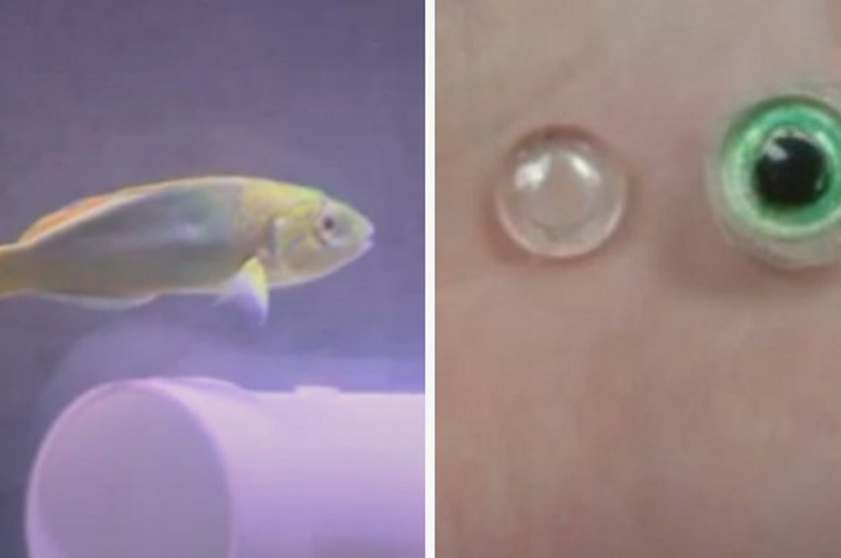 This Pet Fish Was Being Bullied In His Tank So A Vet Made Him A Fake Eye
