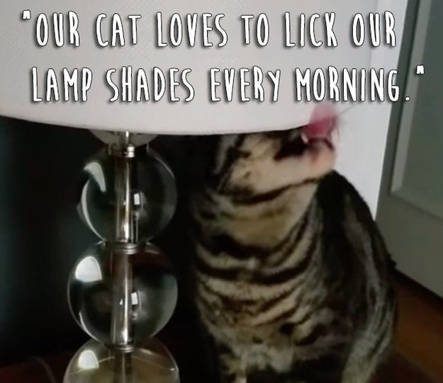23 Really Weird Things Cats Actually Do