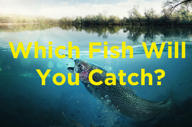 Which Fish Will You Catch