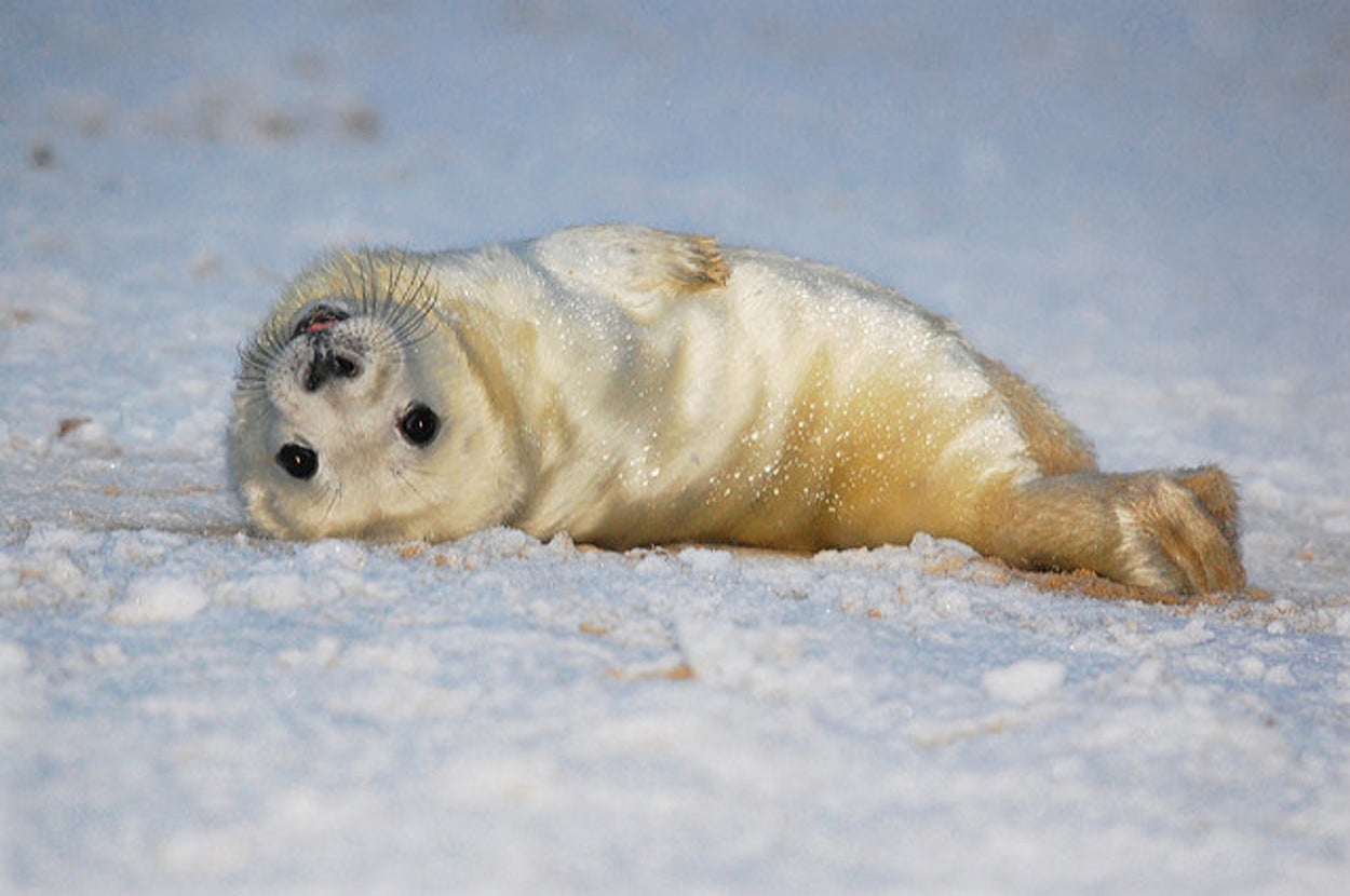 Can You Identify These Baby Animals?