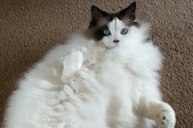 17 Cats Who Are Too Dang Fluffy For Their Own Good