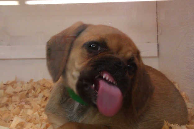 28 Adorably Awkward Puppies