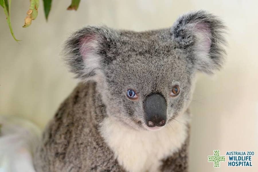 koala eyes