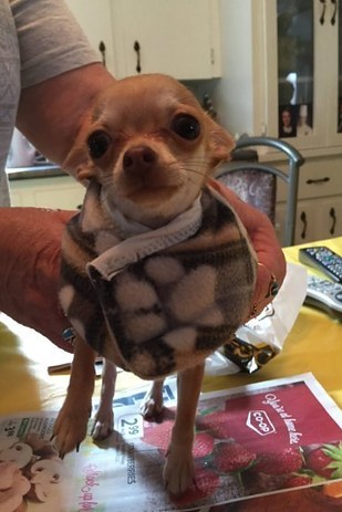 16 Grandma's Dogs Living Their Blessed Lives