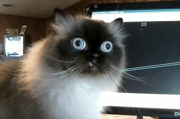 Um, Did You Know That BuzzFeed Has An All-Cats Newsletter?