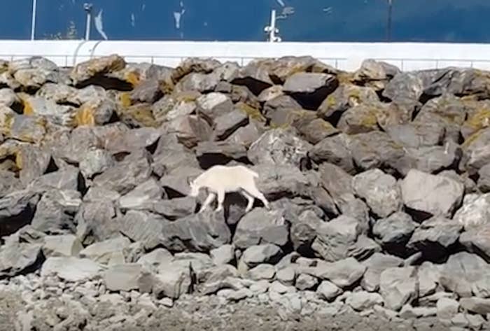 Mountain Goat Drowns In Ocean Trying To Escape Alaska Crowds Taking Photos