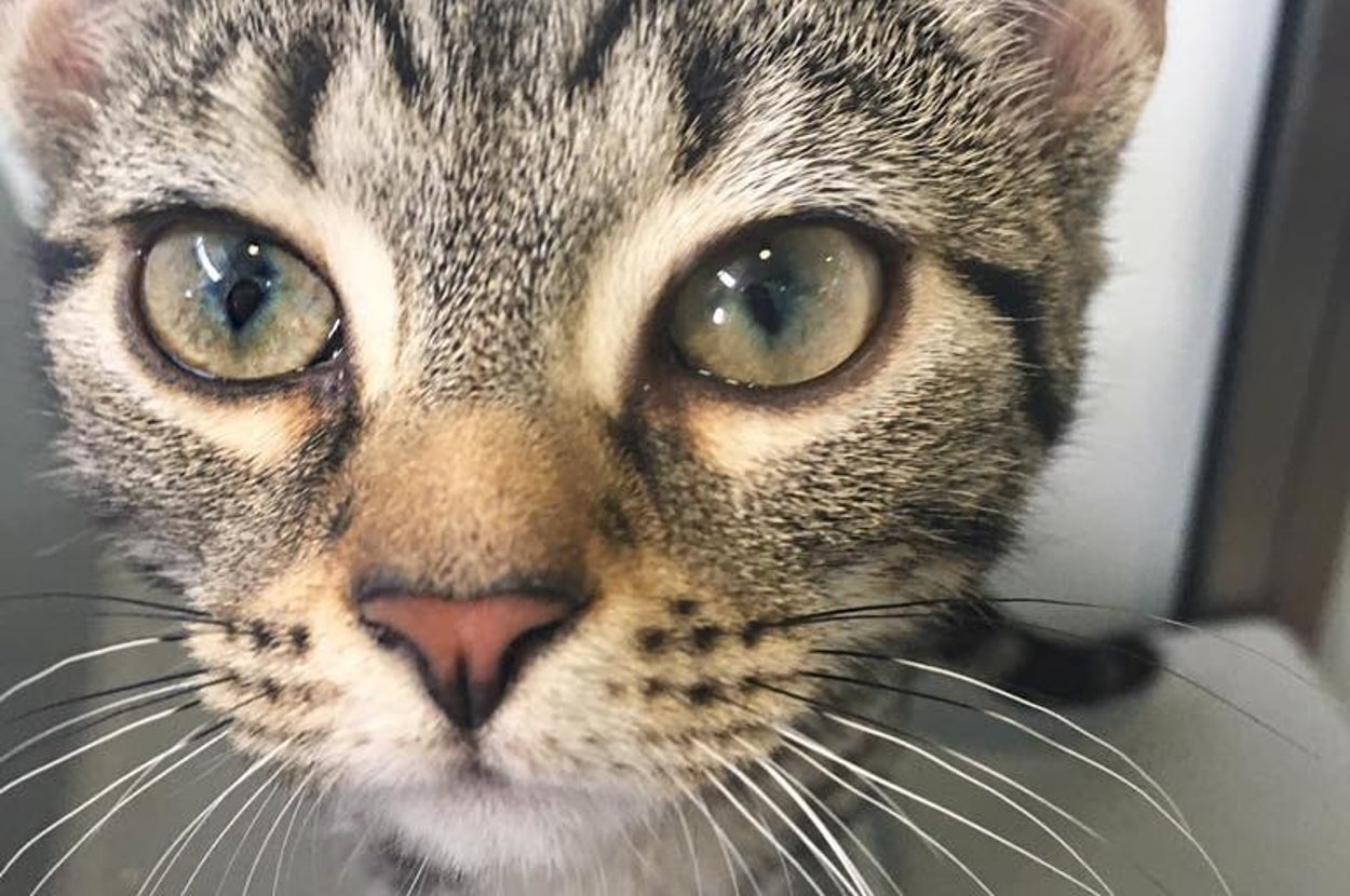 23 Things You Should Know Before You Adopt A Cat