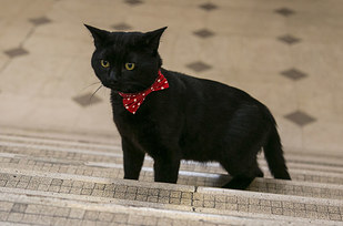 Now The Treasury Has Got A Cat And He's Called Gladstone - BuzzFeed News