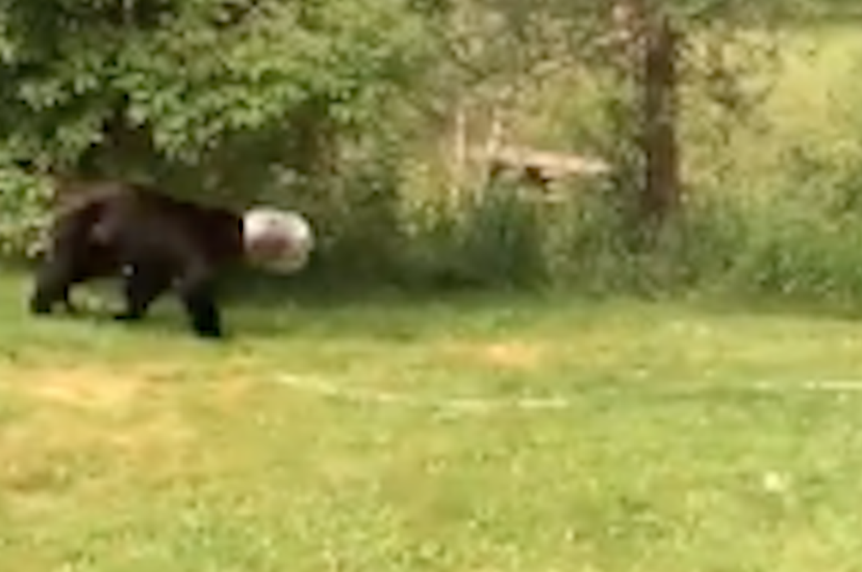 A Man Lassoed A Little Bear That Had A Jug Stuck Over Its Head