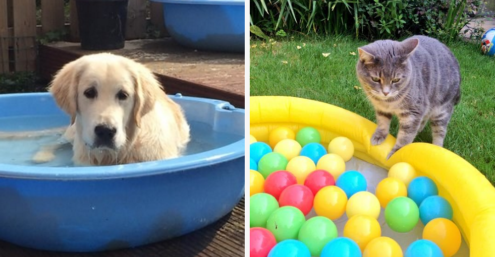 19 Delightful Animals Cooling Off In Paddling Pools | Stan Glaser