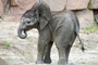 15 Baby Elephants Throwing Big Temper Tantrums