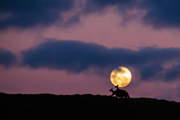 These Kangaroos Boning Under A Full Moon Will Make You Question Your ...