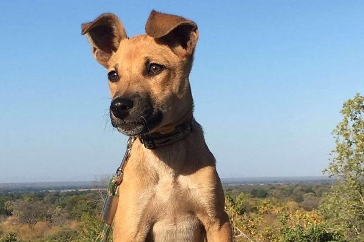 This Tiny Stray Dog Is Helping Save Endangered African Elephants