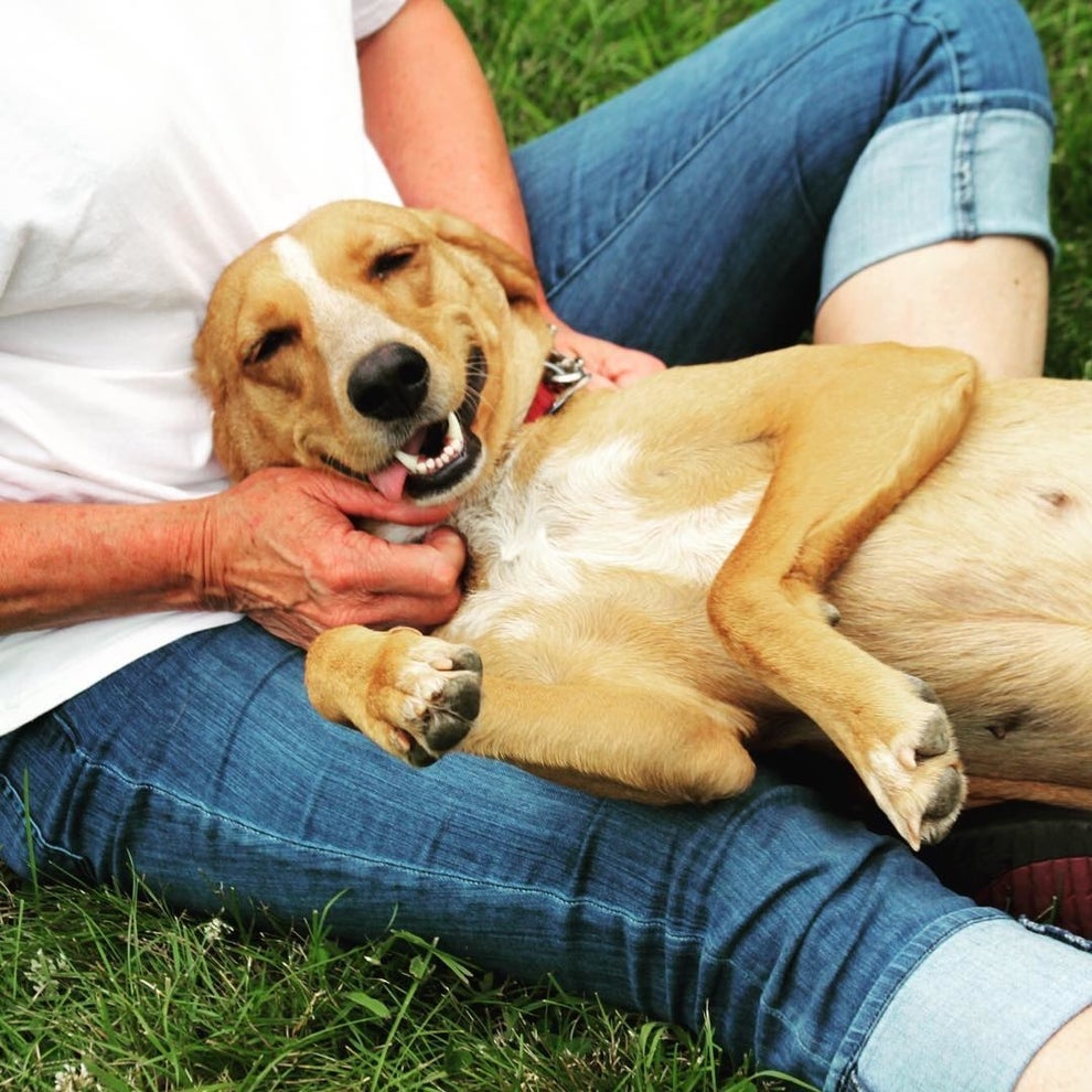 14 Dogs Who Want To Come Home With You