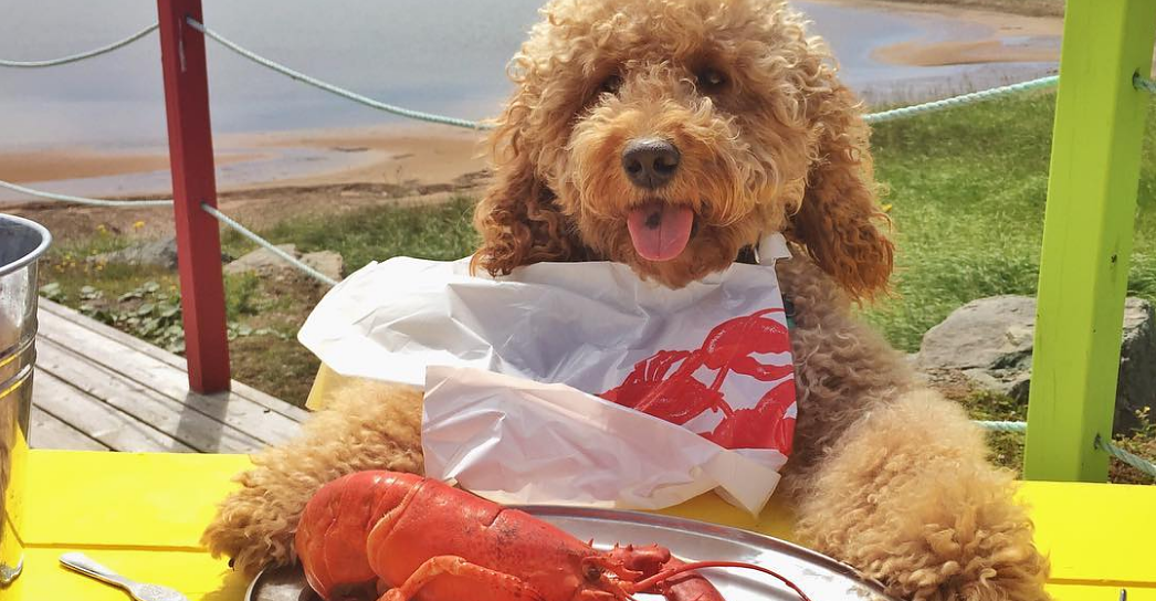 This Fluff Baby Had The Best Time On Canada's Majestic East Coast