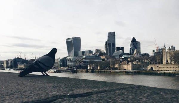 21 Times London Pigeons Were Extremely Relatable