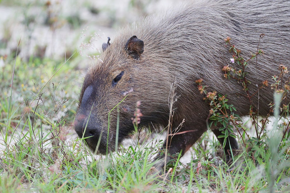 These Capybaras On The Olympic Golf Course Are The True Champions