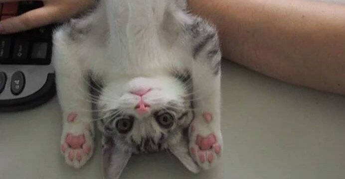 22 Cats Who Honestly Just Want To Help