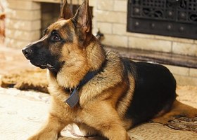 Pick Your Favorite Dogs And We'll Tell You Which Hogwarts House You ...