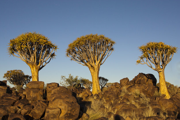 Do You Know Where These Magnificent Trees Are Found?