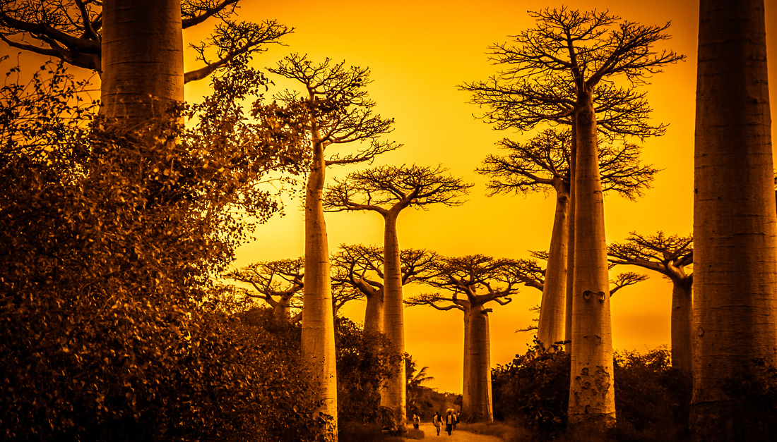 Can You Match The Famous Tree To The Country