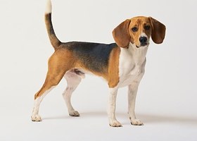 How Normal Are Your Dog Breed Preferences?