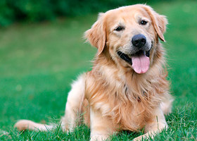 How Normal Are Your Dog Breed Preferences?