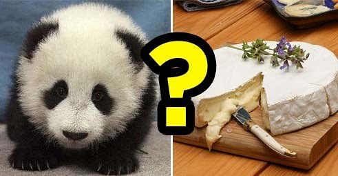 Is This A Fancy Cheese Or Scientific Animal Name