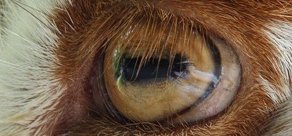 Can You Guess The Animal From Its Eyeball?