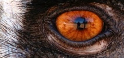 Can You Guess The Animal From Its Eyeball?