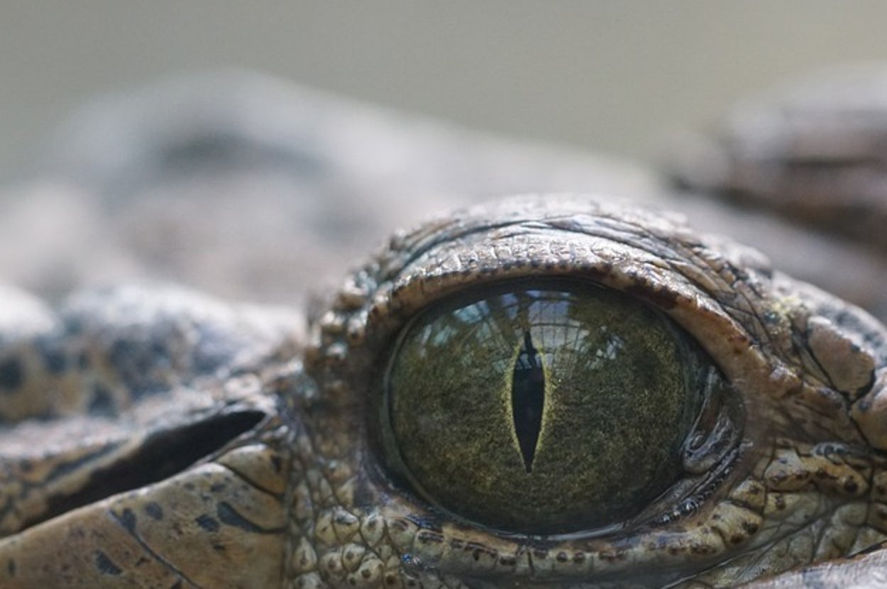 Can You Guess The Animal From Its Eyeball?