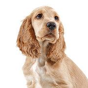 We Know What Kind Of Dog Your Cat Would Be