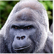 What Level Harambe Are You?