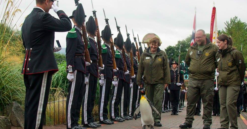 Ce manchot est général de brigade de l'armée norvégienne (et vous non)