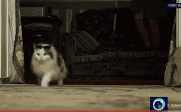 This Baby Monkey Riding A House Cat Is The Animal Kingdom's Real-Life ...