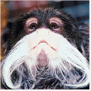 What Level Harambe Are You?