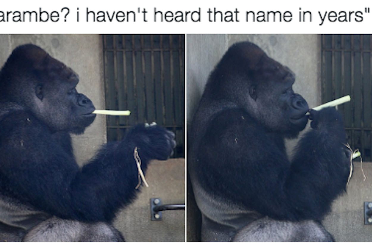 19 Harambe Tweets That Will Actually Make You LOL