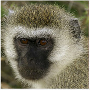 What Level Harambe Are You?