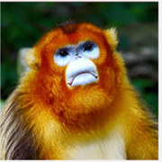 What Level Harambe Are You?