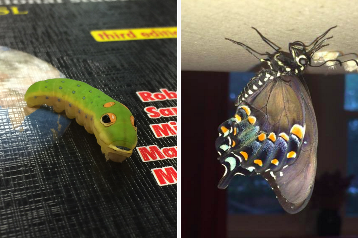 This Kid's Pet Caterpillar Turned Into A Butterfly And Tumblr Is ...