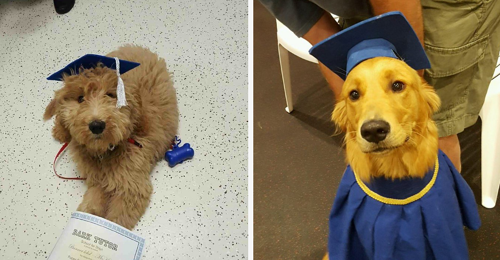 22 Proud Pups Who Finally Graduated From Puppy School