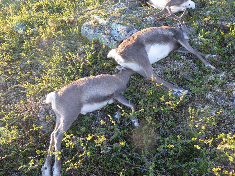 These Images Of 300 Reindeer Killed By A Lightning Strike Will Break ...