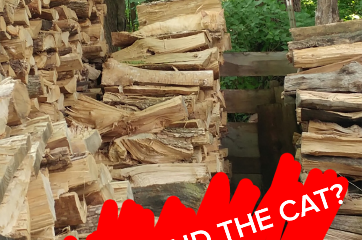 Can You Find The Cat In This Photo?
