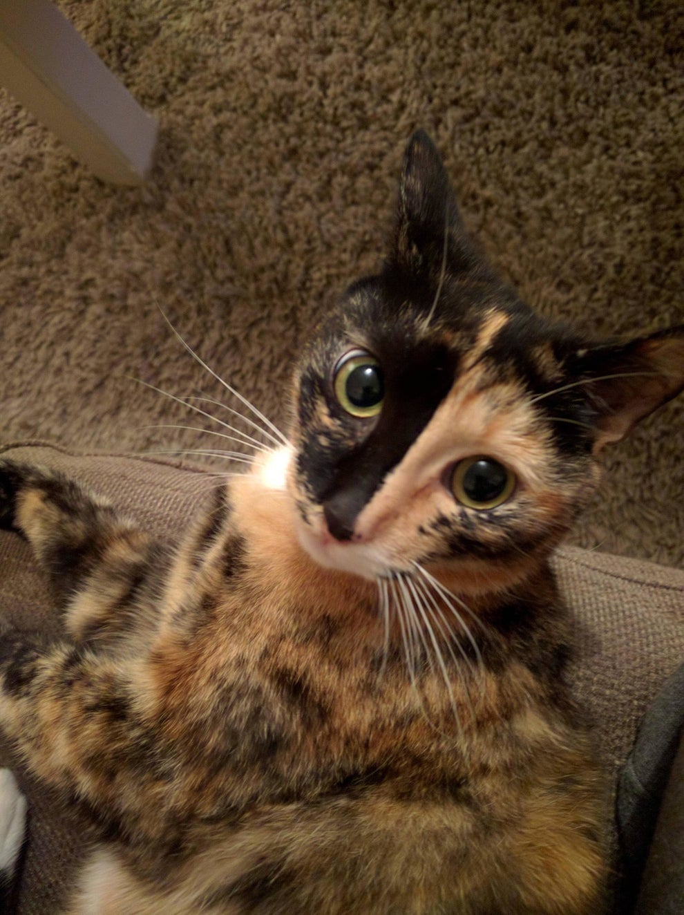 Oh My Goodness, Chimera Cats Are Twice As Beautiful As Regular Cats
