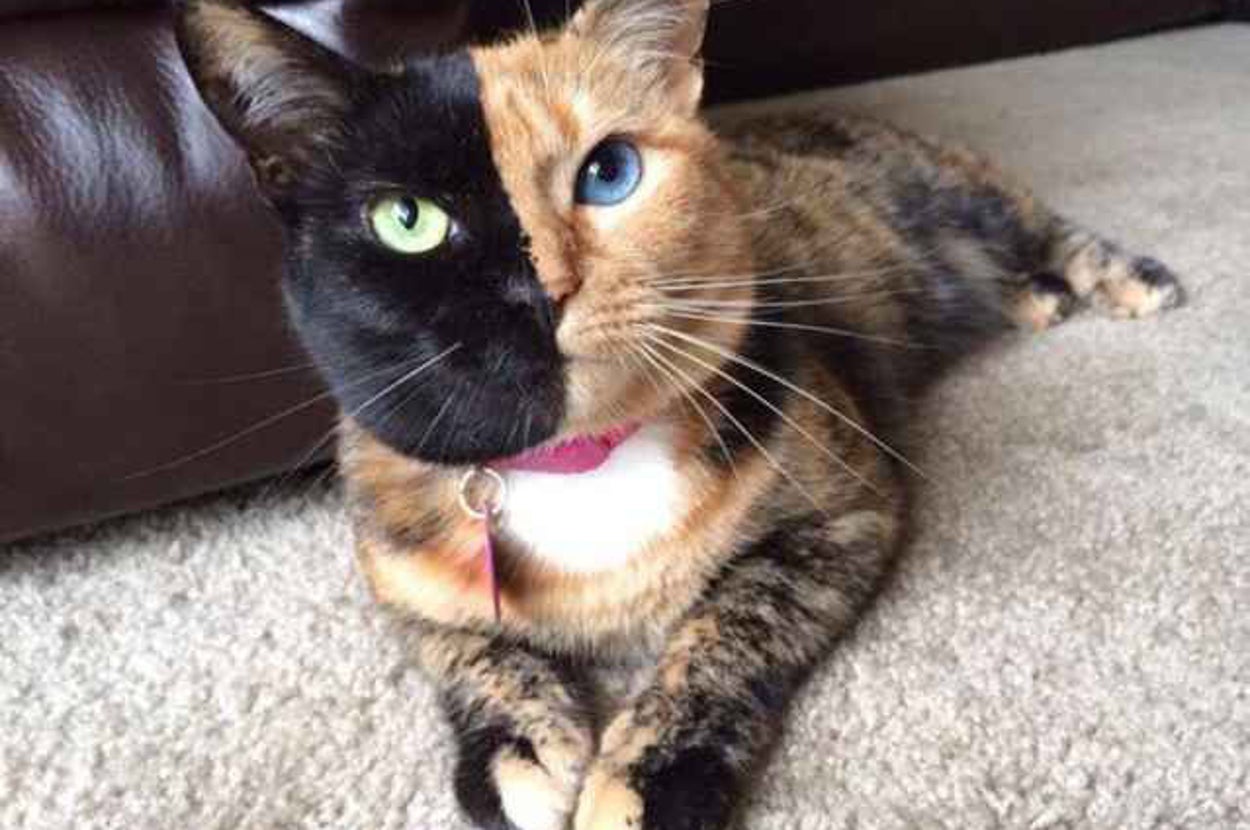 chimera coloring cats pages